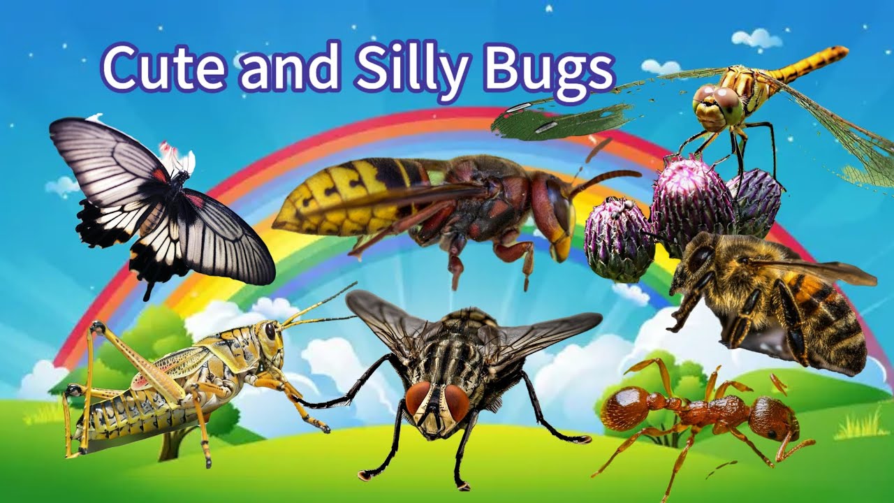 CUTE AND SILLY BUGS - YouTube