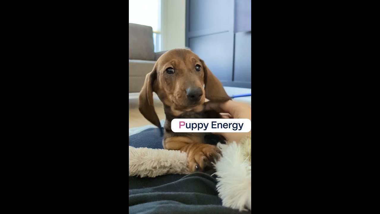 Vetster Review: How Vetster helped us with our new puppy! - YouTube