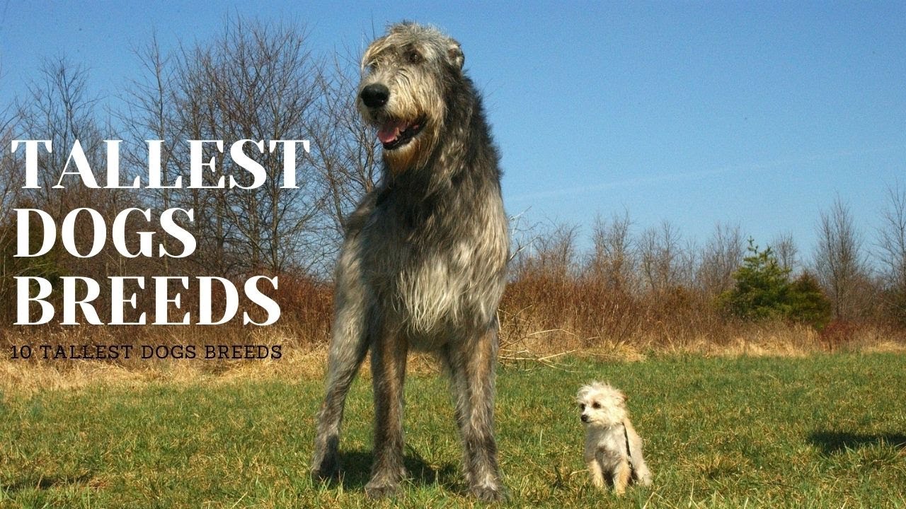 10 Tallest Dogs Breeds in the World | Tallest Dogs Breeds | Tallest dog ...