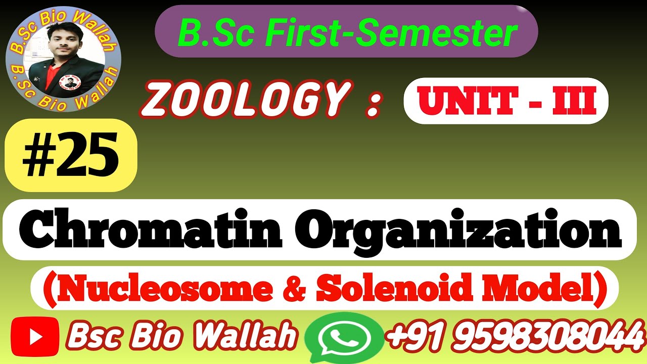 Chromatin Organization | Necleosome and Solenoid Model | Unit 3 Zoology ...