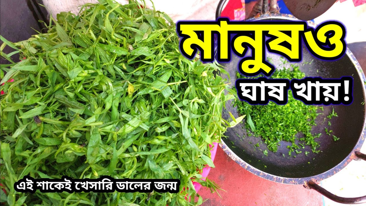 গরুর ঘাষ মানুষও খায় জানেন? খেসা‌রি ডালের জন্ম এই শাকেই! | কলই শাক ...
