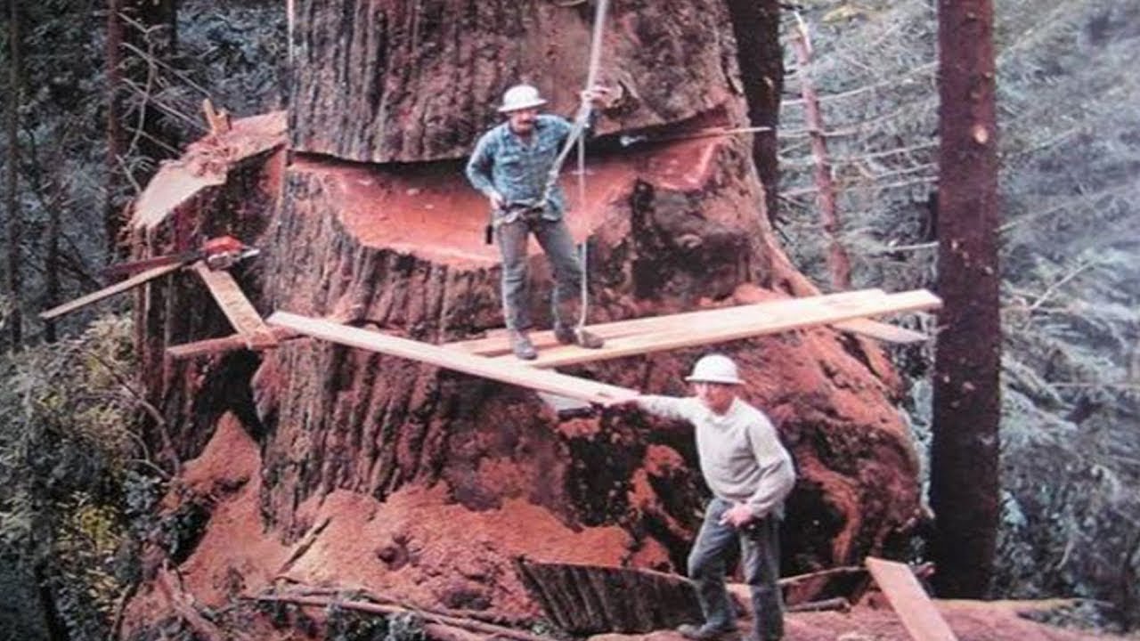Amazing Dangerous Skills Fastest Big Tree Felling - Biggest Chainsaw ...