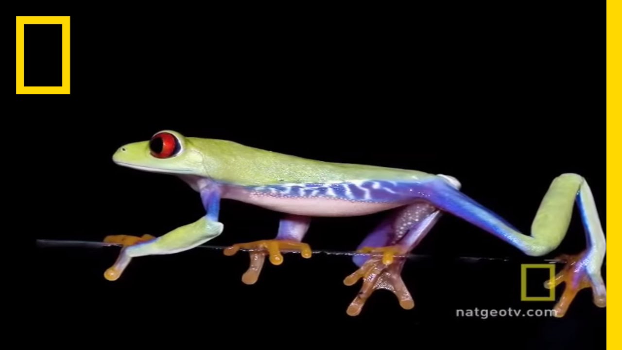 Frogs in Focus | National Geographic - YouTube