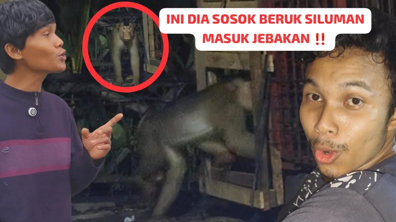 AKHIRNYA BERUK BESAR INI MASUK JEBAKAN ‼️BERUK LIAR SUDAH TERTANGKAP ‼️ ...