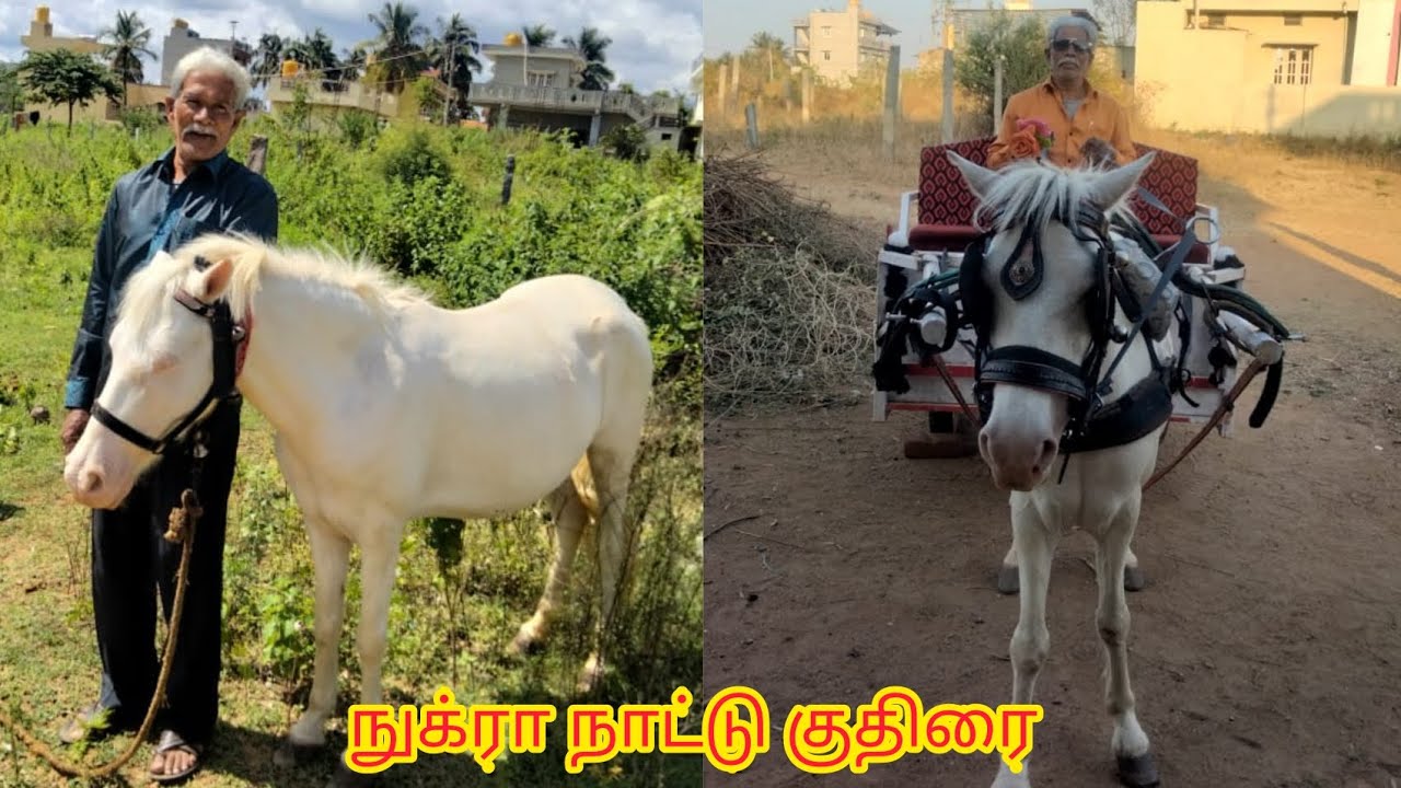 Nukra mare native breed horse for sale in Bangalore | நுக்ரா நாட்டு ...