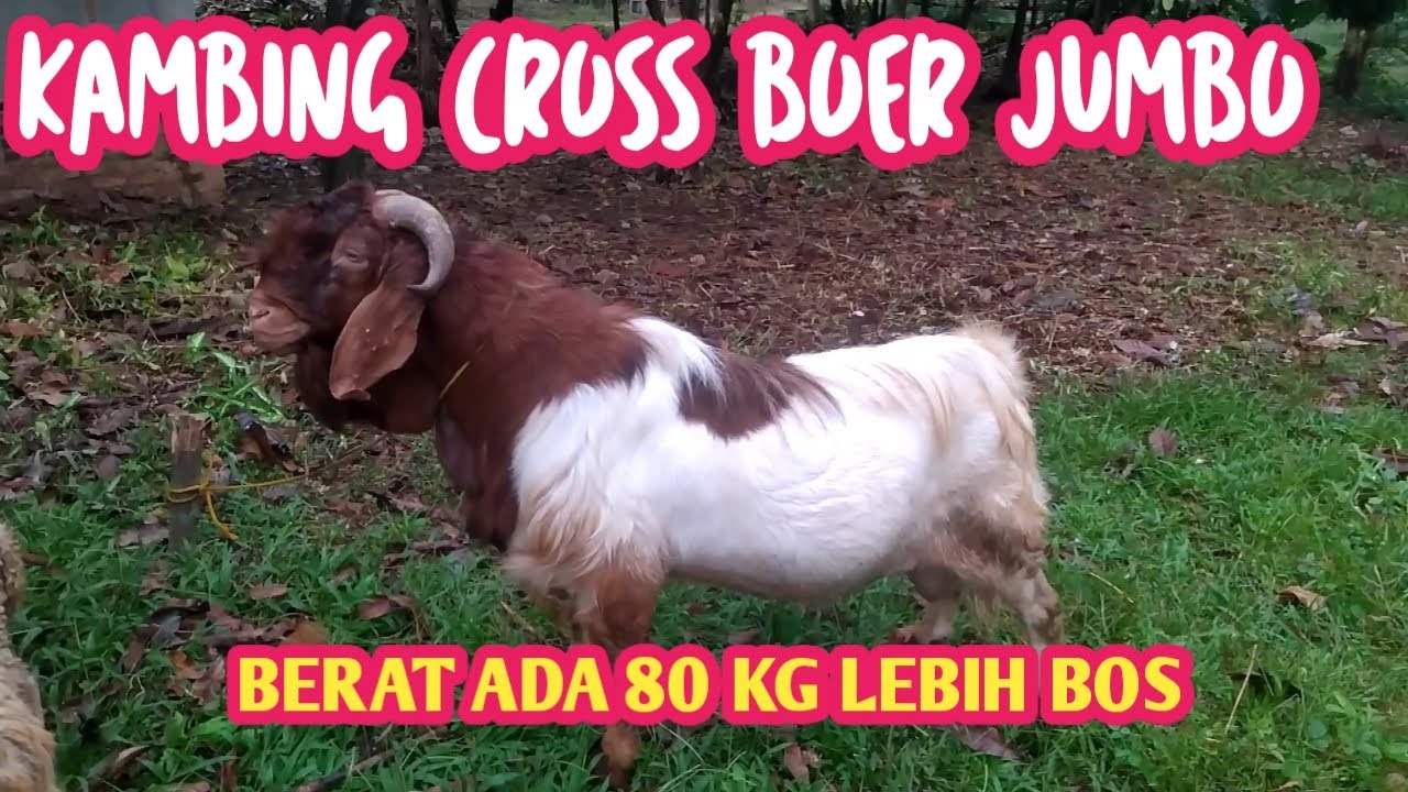 KAMBING CROSS BOER JUMBO DI PASAR - YouTube