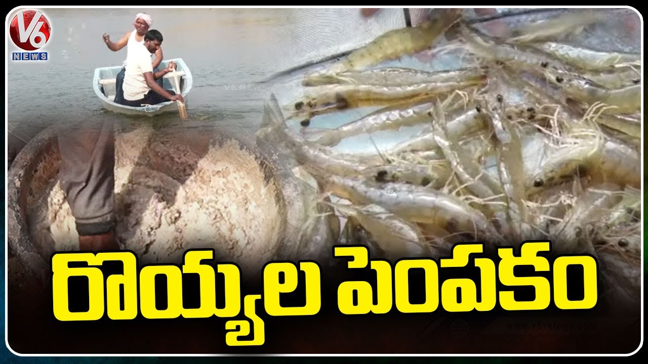 Shrimp (Royyalu) Farming Business | Nalgonda | V6 News - YouTube