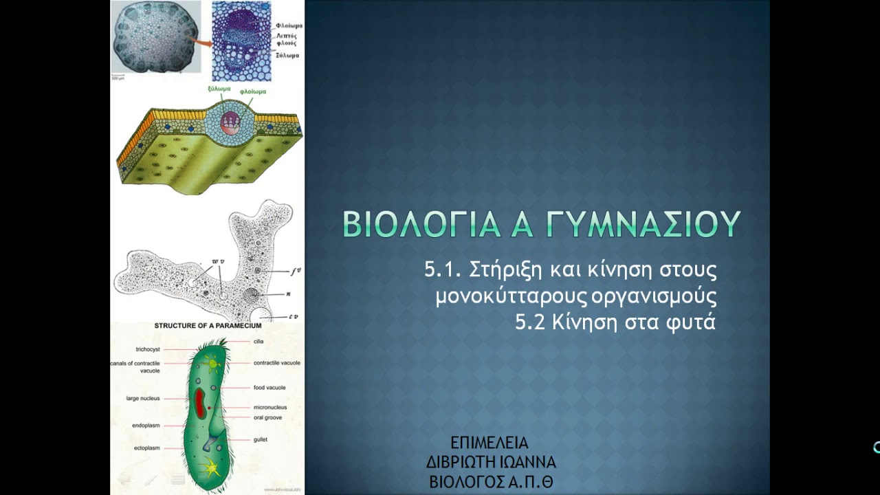 Βιολογία Α Γυμνασίου - Στήριξη και Κίνηση στους ζωντανούς οργανισμούς ...