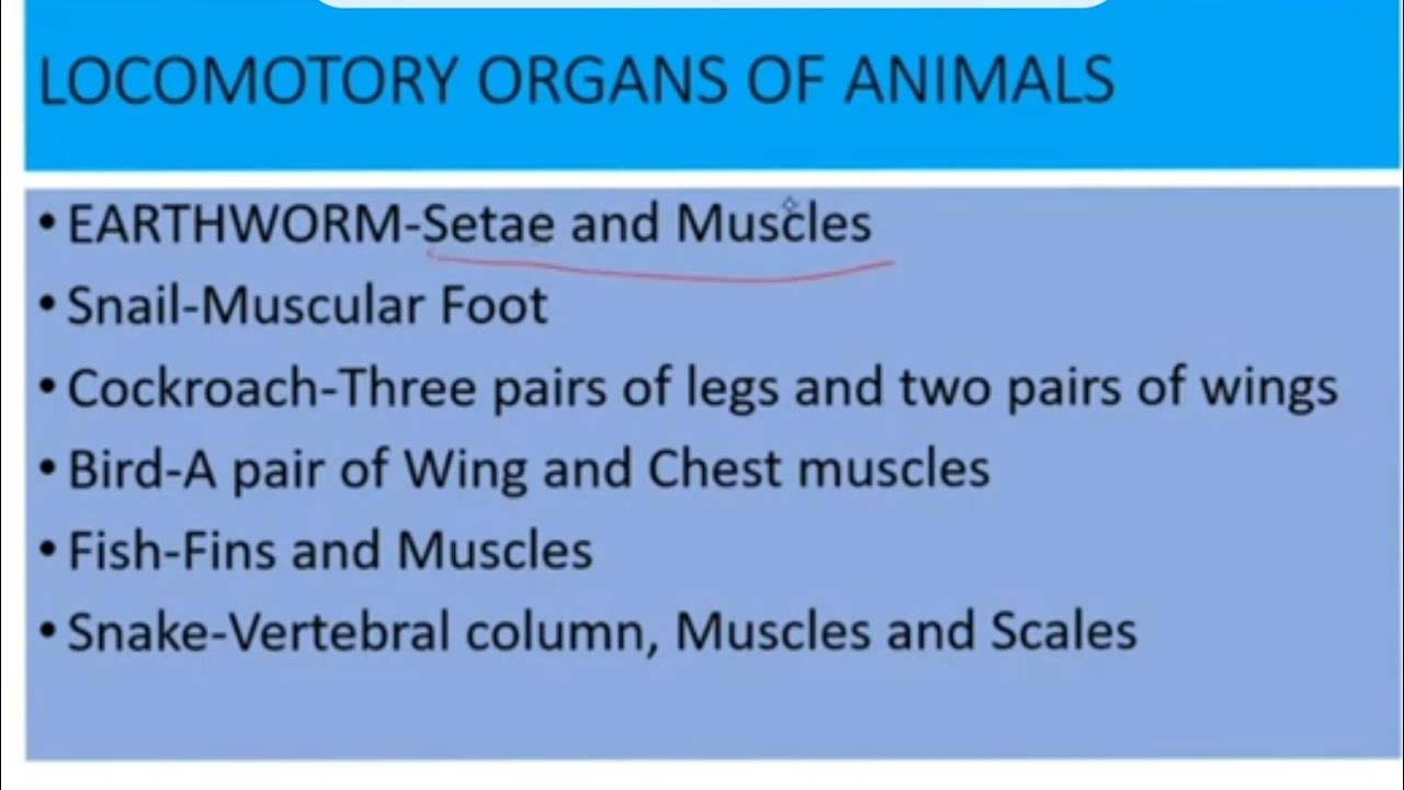 Gait of Animals/ Part-4/Body movements/Class 6 Science - YouTube