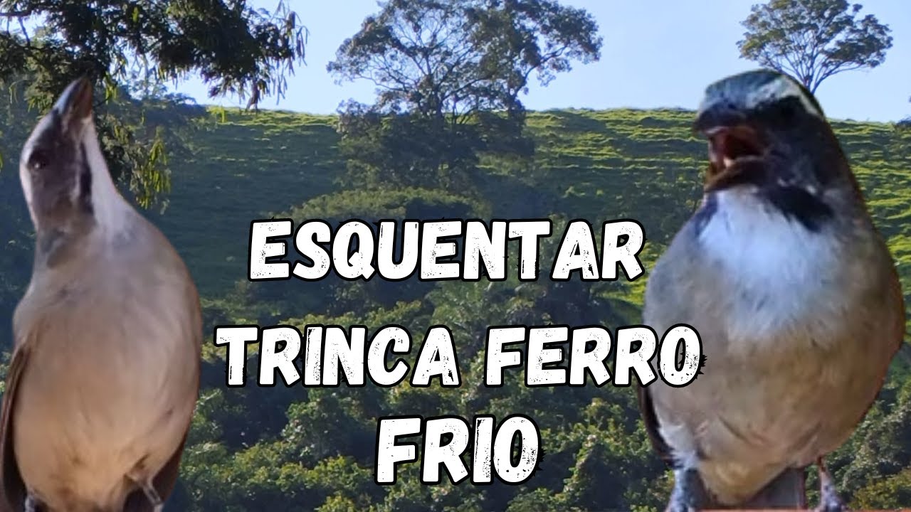 🔥MELHOR VÍDEO PARA ESQUENTAR TRINCA FERRO FRIO 2024 | TRINCA FERRO ...
