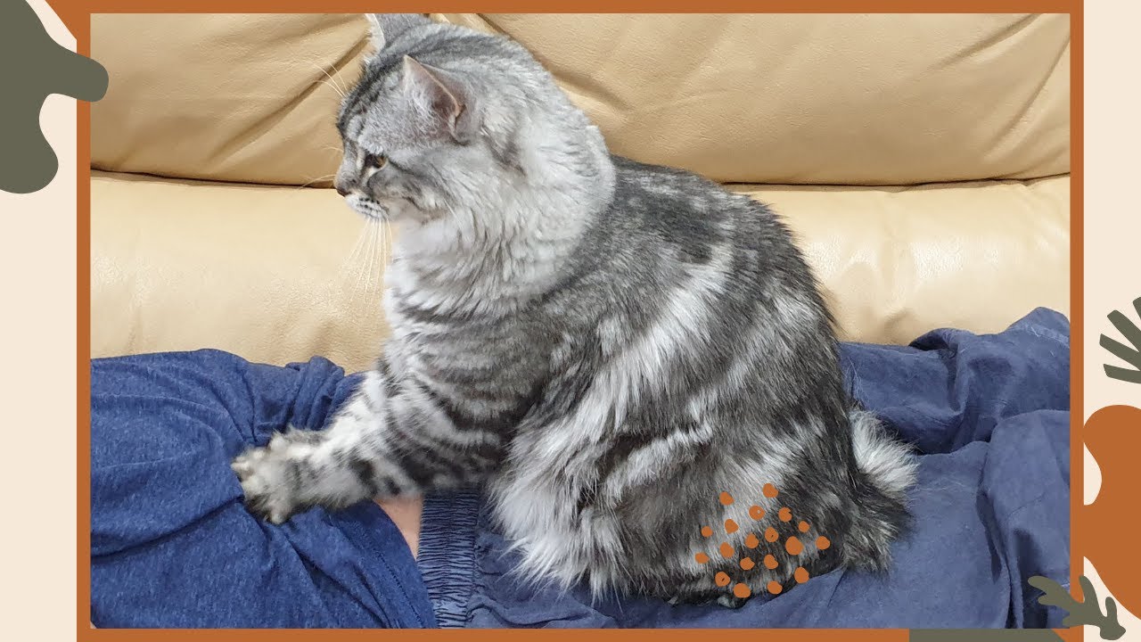 I'll show you my dad's belly button. 우리아빠의 배꼽을 보여줄께요. - YouTube