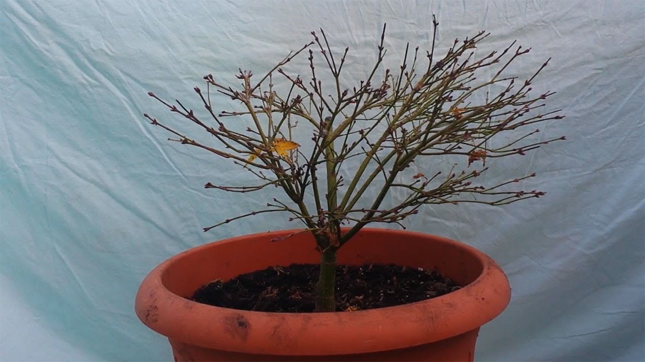 The Japanese Maple 'Little Princess': Perfect for Small Gardens ...