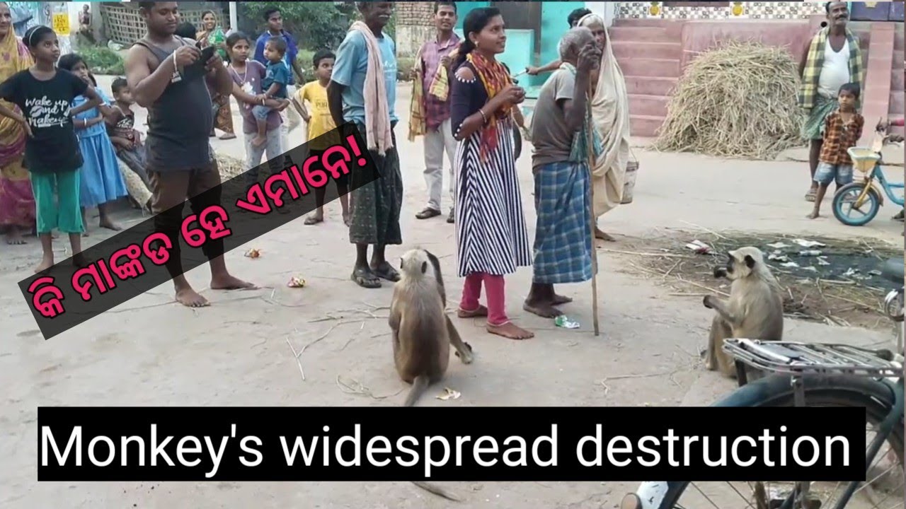 Monkeys have created havoc in my village. Widespread destruction! My ...