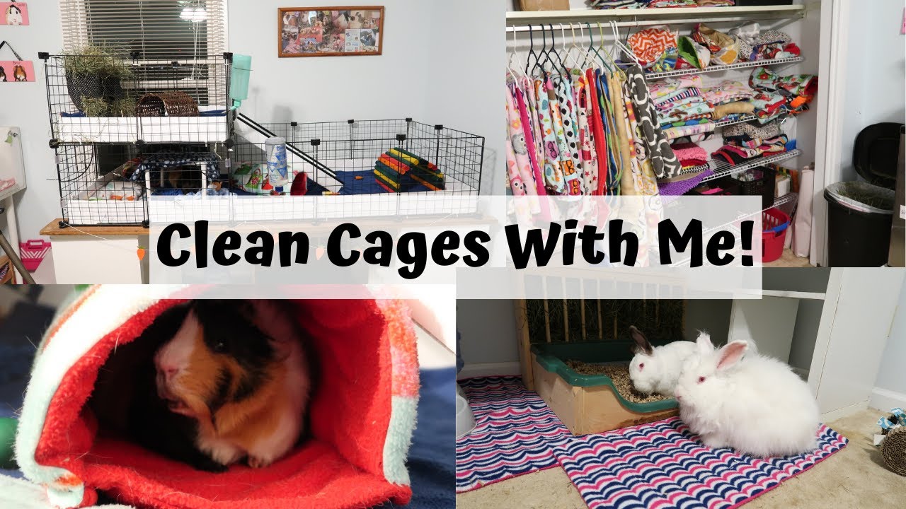 Clean cages with me! | cleaning the pet room - YouTube