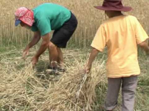 Harvesting wheat by hand - YouTube
