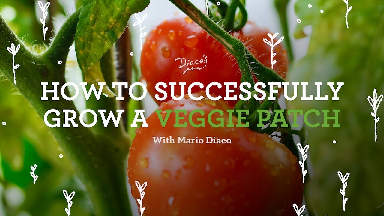 How to Successfully Grow a Veggie Patch! - YouTube