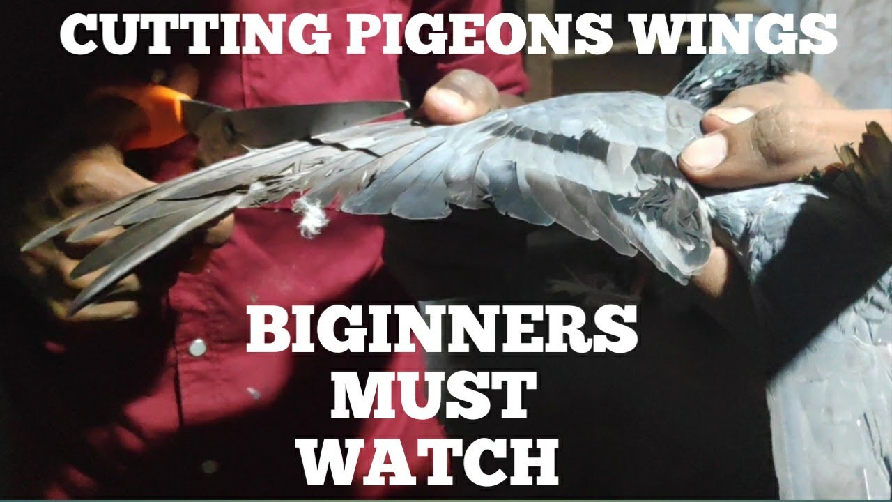 Why we used to cut pigeons wings??? - YouTube