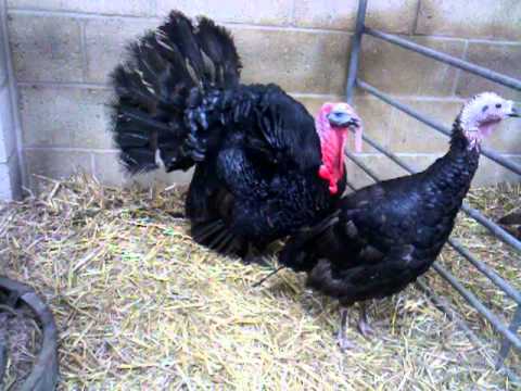 Norfolk black turkey displaying - YouTube