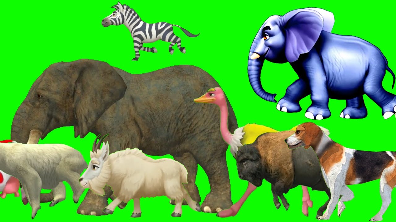 Animals Running And Walking | Animals Running Video | Forest Animals ...