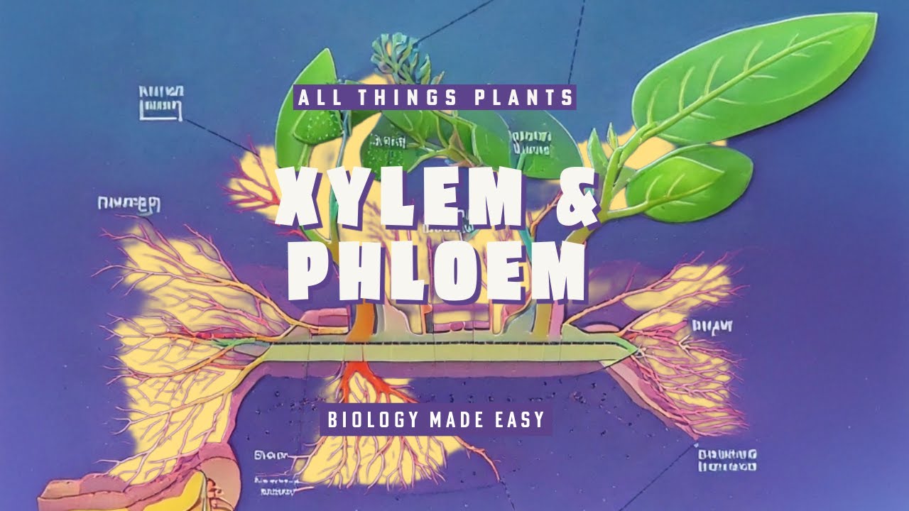 Xylem, Phloem & Meristems | FULL GCSE Biology Topic Explained Clearly ...