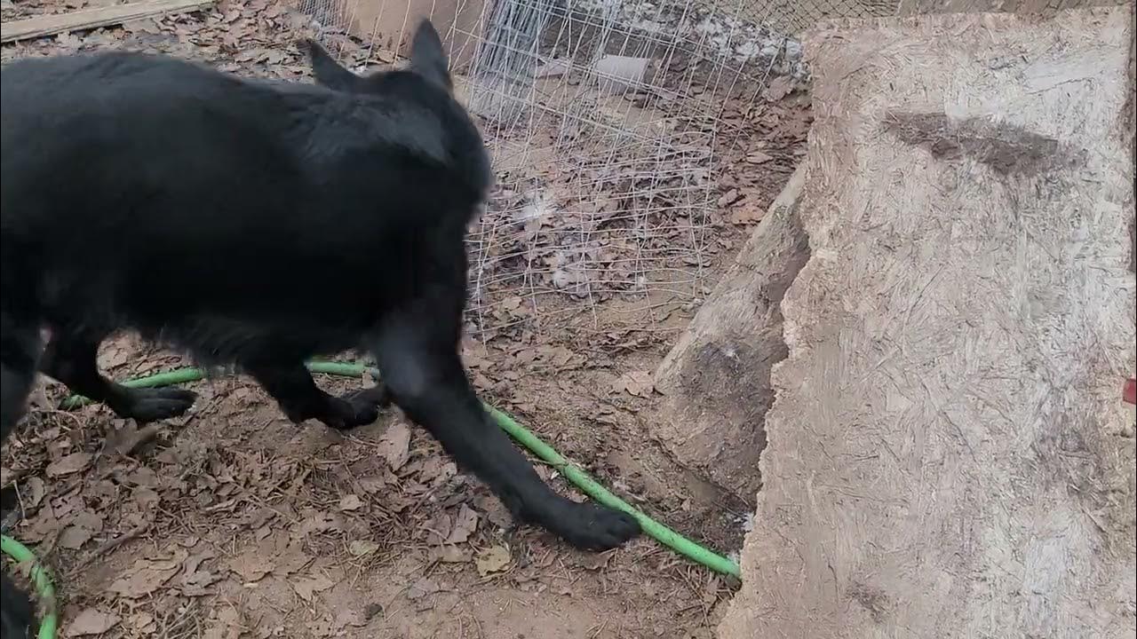 mus saib tus kws cov qaib junk - YouTube