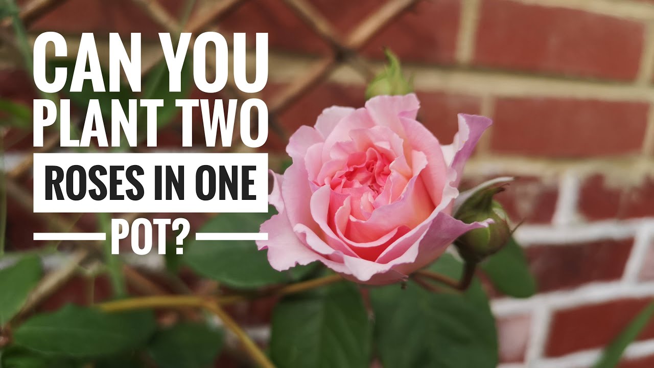 Can you plant two roses in one pot? Container gardening - YouTube