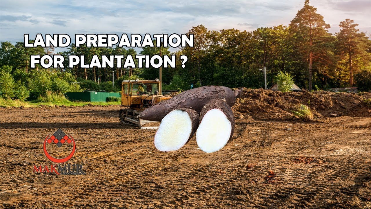 How We Cleared Land For Tapioca Plantation. #makmurgroup - YouTube