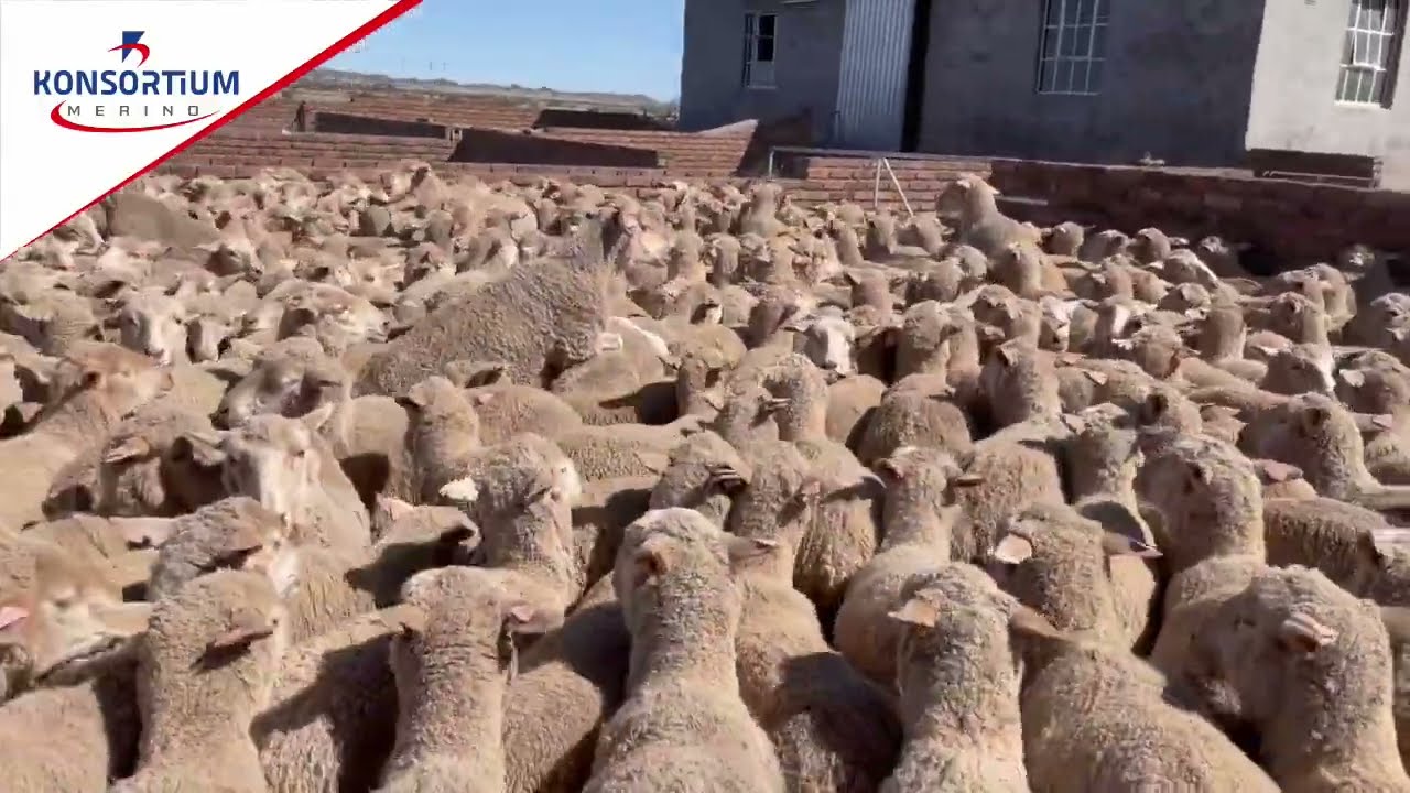 Lot 86 tot 95 | Konsortium-Merino 92ste veiling - YouTube