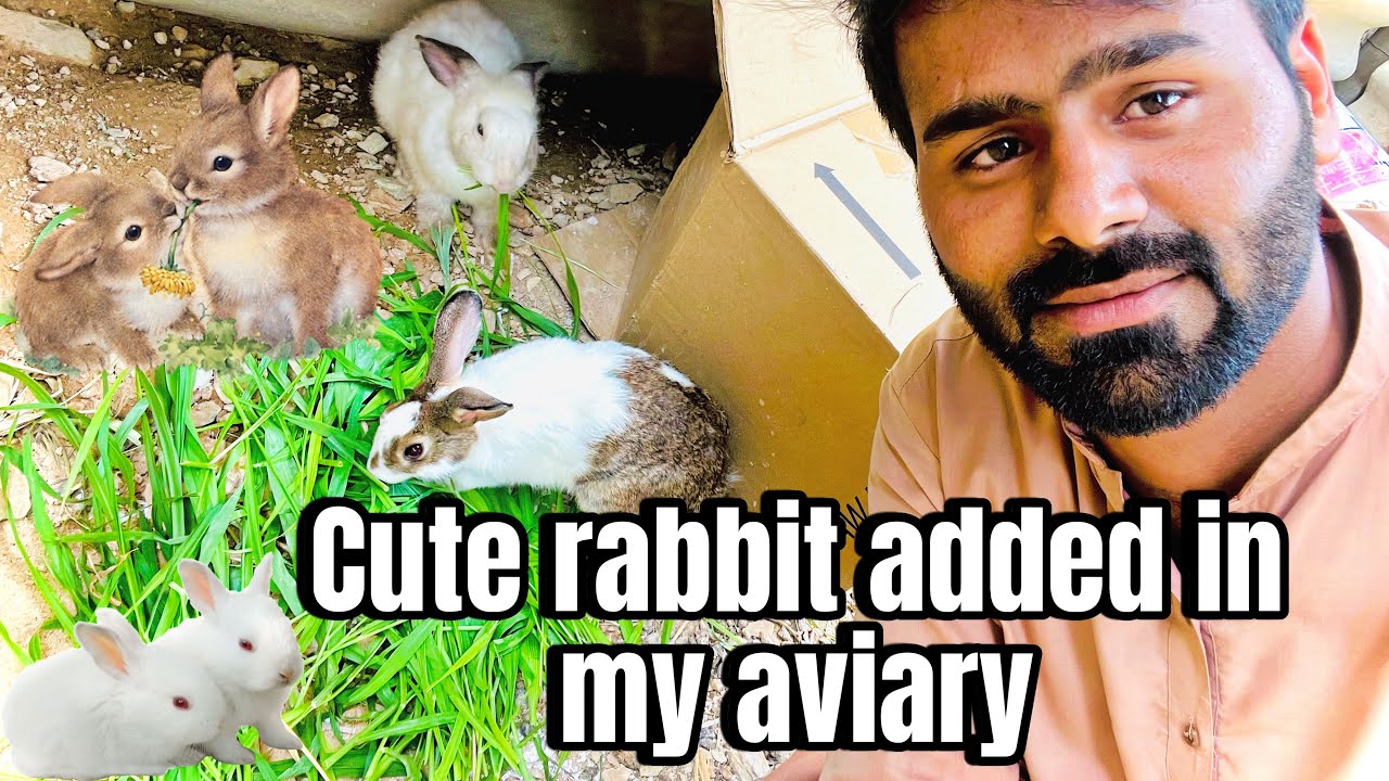 Cute Rabbit added in aviary Birds Nest |khizar khan Mini zoo - YouTube