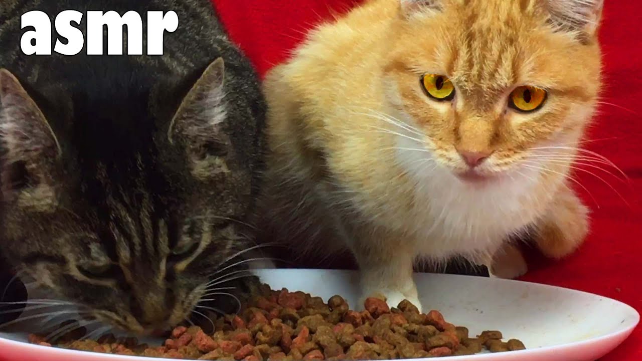 ASMR CAT Cats eat dry food MY cat ASMR 🐱 206 - YouTube
