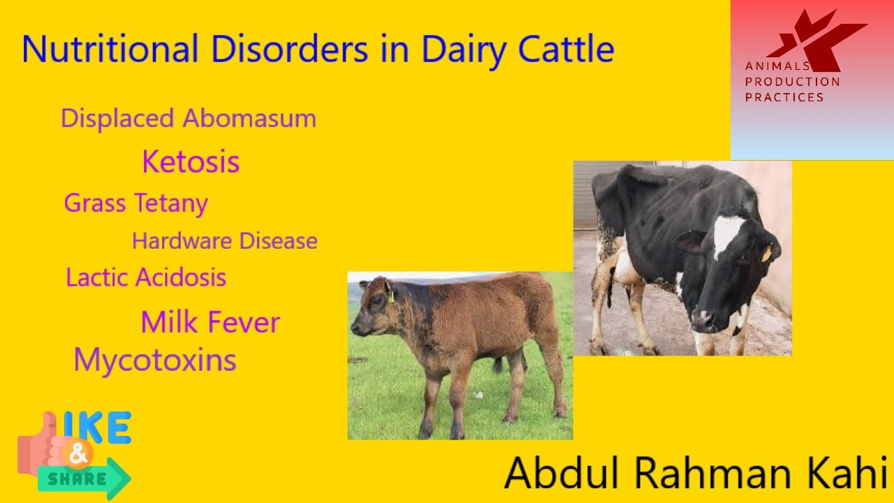 Nutritional Disorders in cattle - YouTube