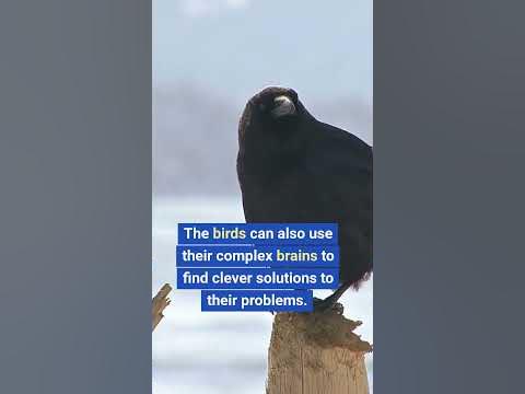 Crows are super intelligent - YouTube