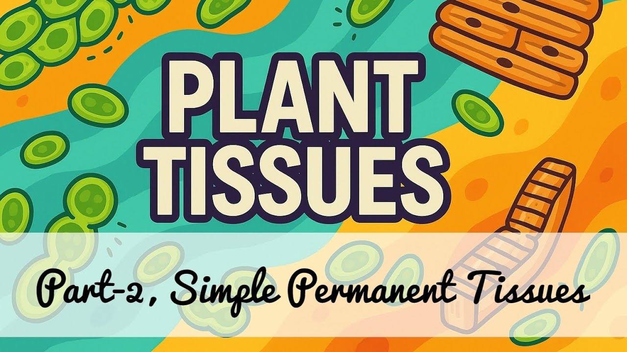 Simple Permanent Tissues | Types & Functions with Diagrams | Class 9-12 ...