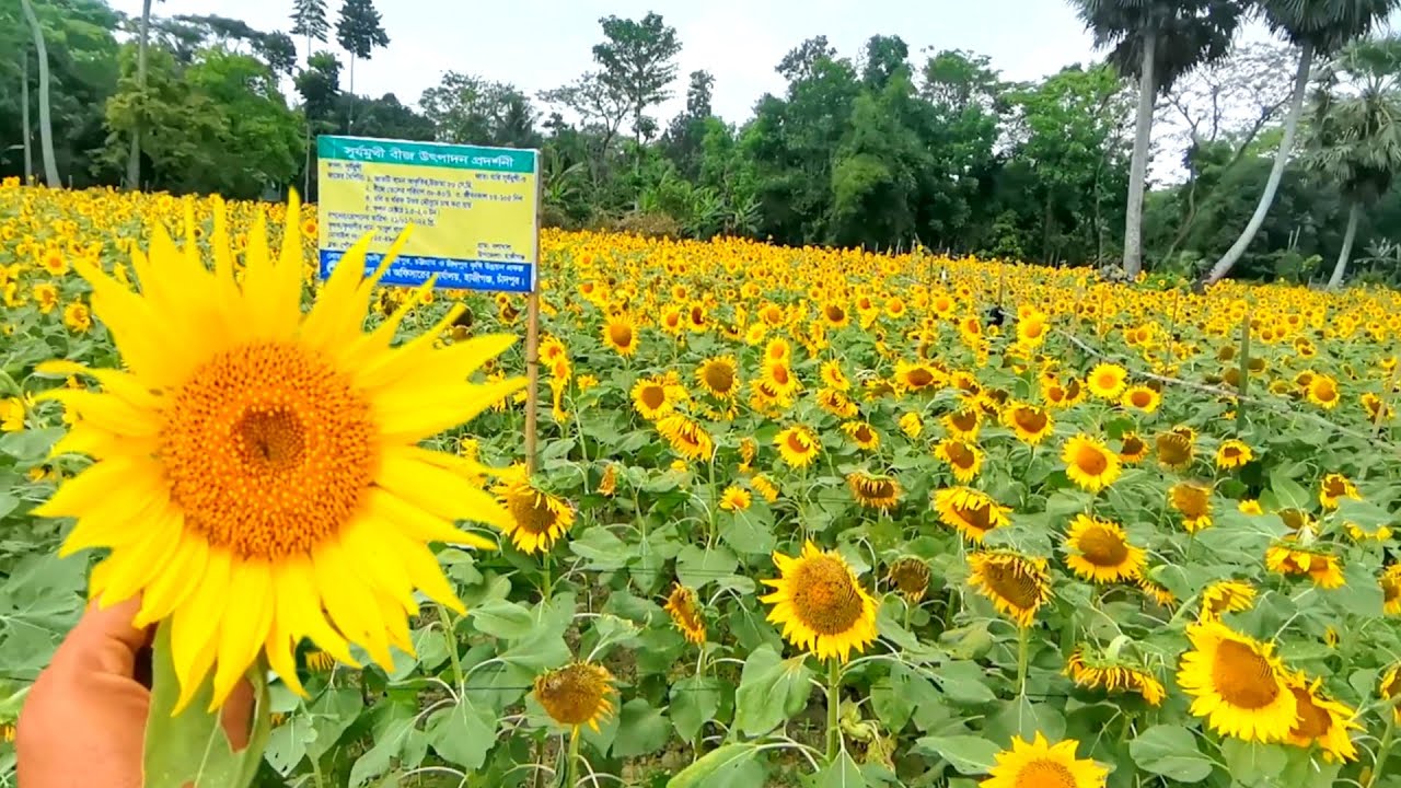 সূর্যমুখী ফুল / sunflower flower - YouTube