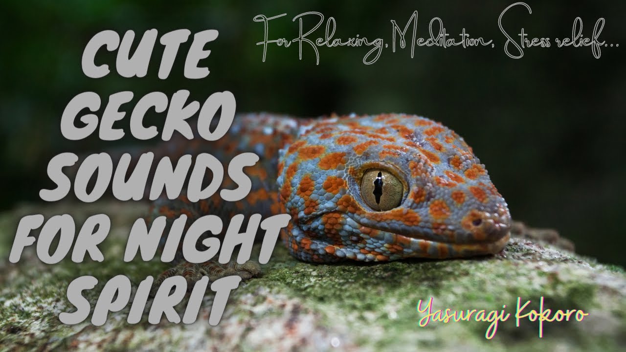 Music for Meditation | Cute Gecko Sounds for Night Spirit | Tokay Gecko ...