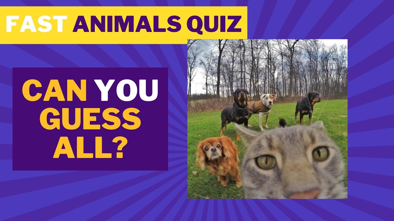 Animal Fast Quiz! Discover the Animals! 3 Minutes for 21 Questions ...