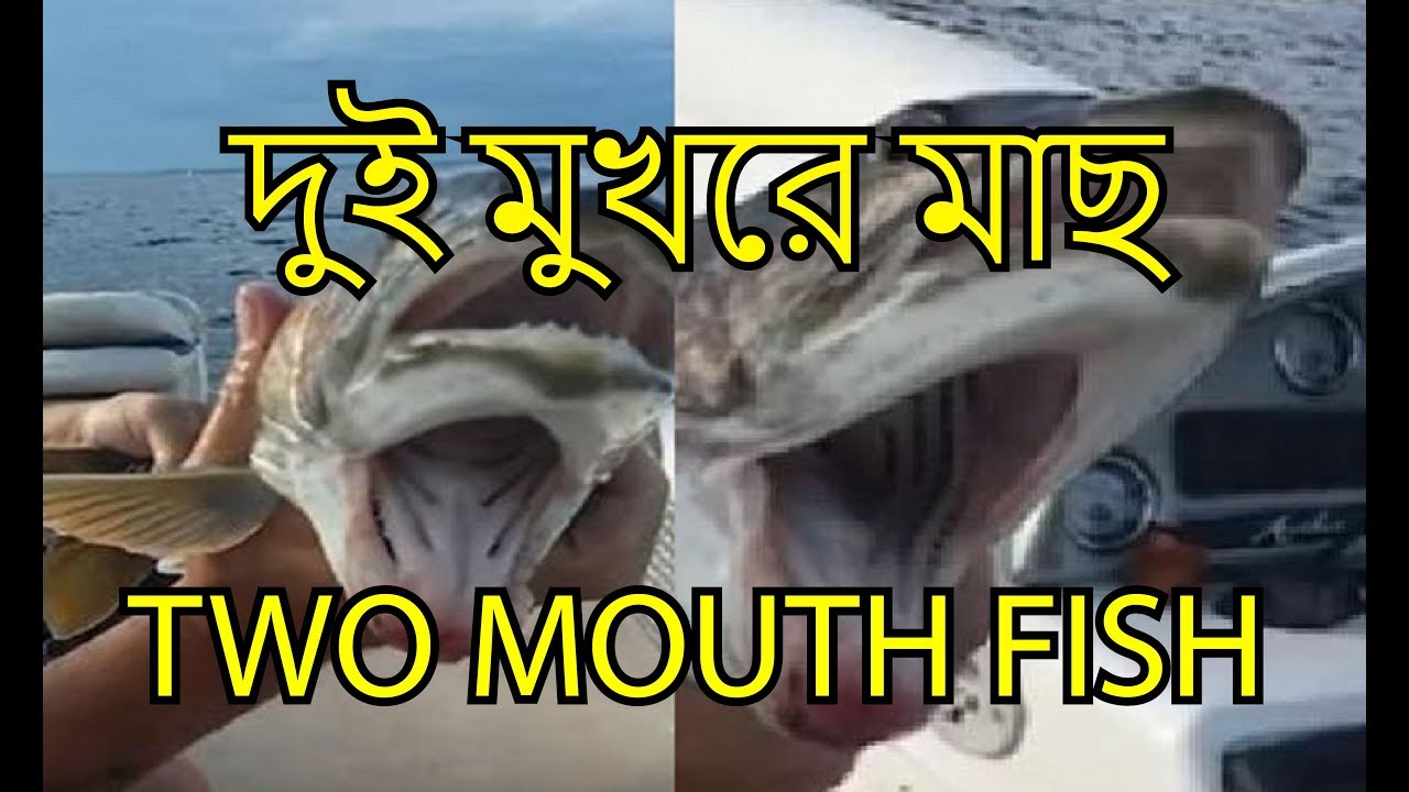 দুই মুখের মাছ বা দুই মুখো মাছ । two mouth fish viral video 2019 - YouTube