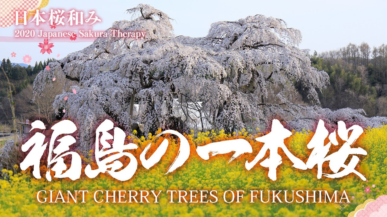 The Special Giant Cherry Trees of Fukushima - Cherry Blossoms Galore ...