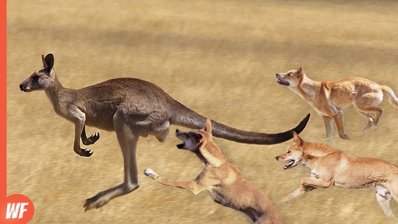 When Dingoes Attack Kangaroo..His Worst Nightmare - YouTube