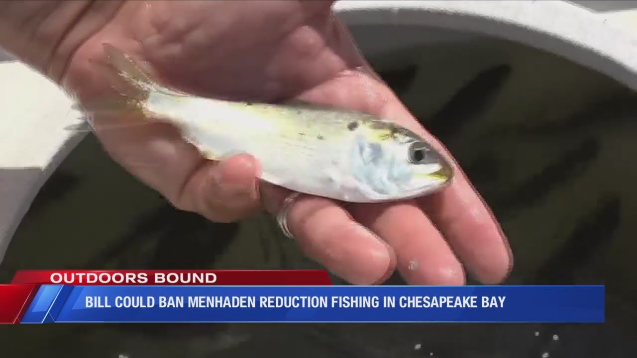Bill introduced to ban controversial fishing method in Virginia - YouTube