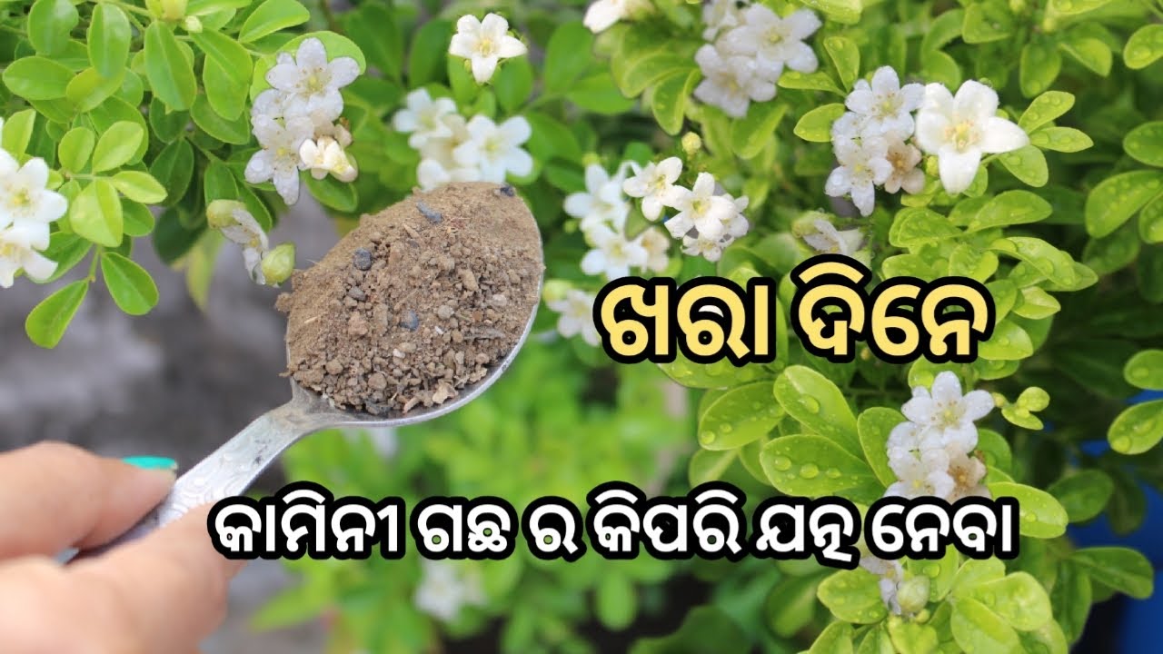 ଖରାଦିନେ କାମିନୀ ଗଛ ର ଯତ୍ନ|| kamini plant care in summer #କାମିନୀ #kamini ...