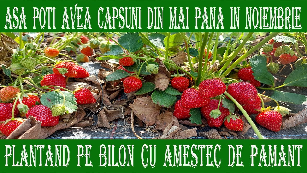 Cum poti avea capsuni din Mai pana in Decembrie plantând pe bilon cu amestec de pamant ...