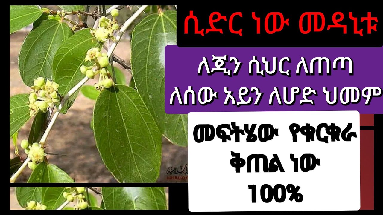 (የቁርቁራ ቅጠል) የሰው አይን ያለበት የተጠጣ ሲህር ለጂን ለሆድ ህመም ለቡዳ ለተለያዩ በሽታዎች ፍቱን የሆነ ...