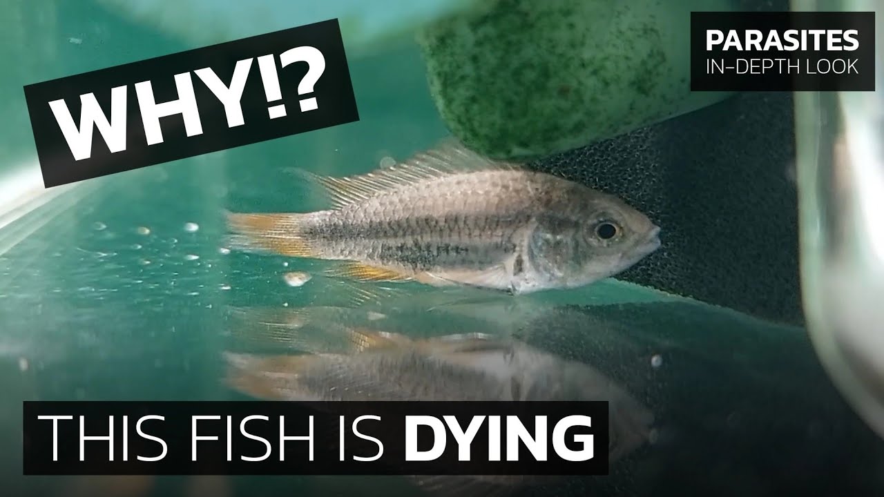 Почему умирает эта рыбка? Кишечные паразиты. Как выглядят? Что делать ...