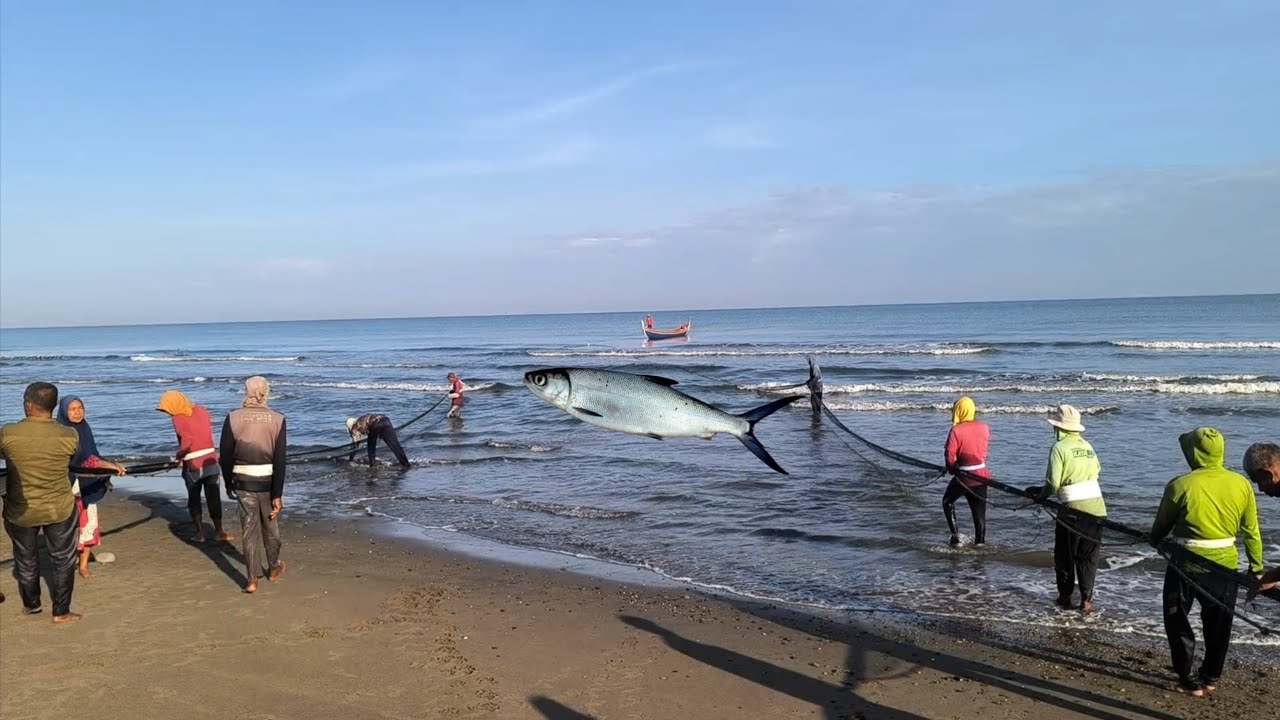 Massive Catch with Beach Seine Net | Traditional Shore Fishing - YouTube