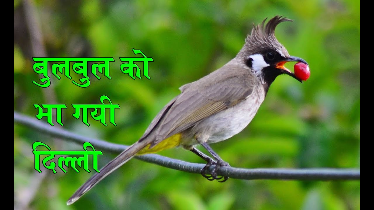Bulbul is a Common Indian Bird| बुलबुल पक्षी के बारे में रोचक तथ्य ...
