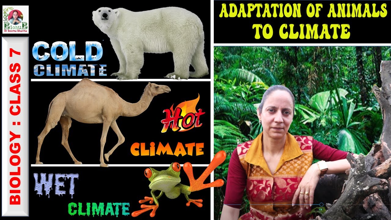 Weather Climate And Adaptation Class 7 Chapter 7 Science PART 3 weather-climate-and-adaptation-class-7-chapter-7-science-part-3