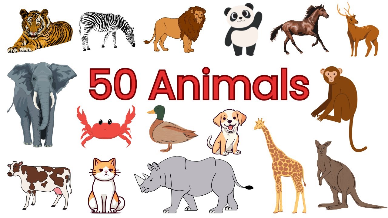 50 animals names | 50 animals name in english | Different types of ...