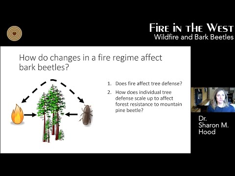 How Do Bark Beetles Impact Forest Fires
