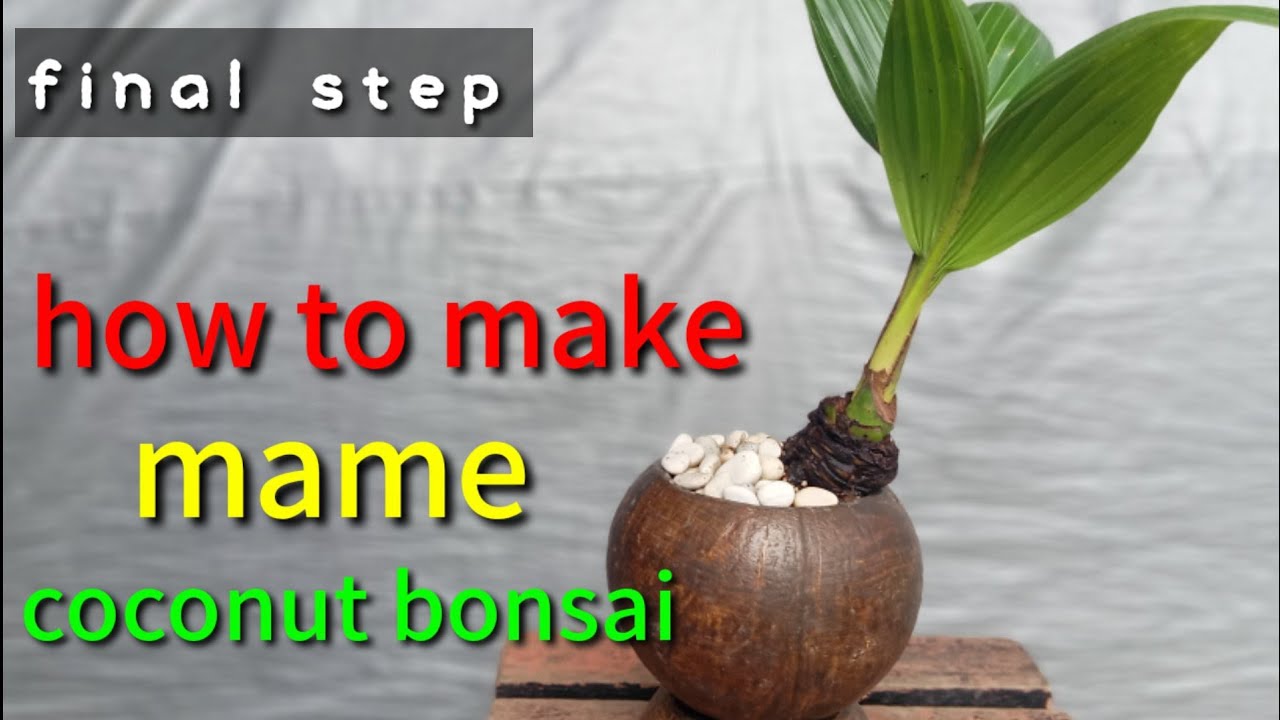 Tahap Lanjutan proses Pembuatan Bonsai Kelapa Mame how To Make Mame tahap-lanjutan-proses-pembuatan-bonsai-kelapa-mame-how-to-make-mame